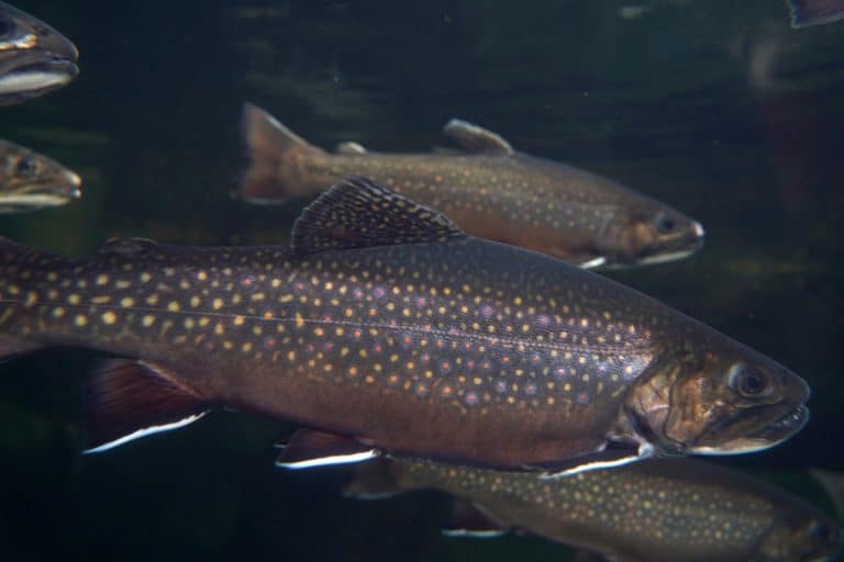 Protection de l’omble de fontaine: une entente de trois ans pour une ...