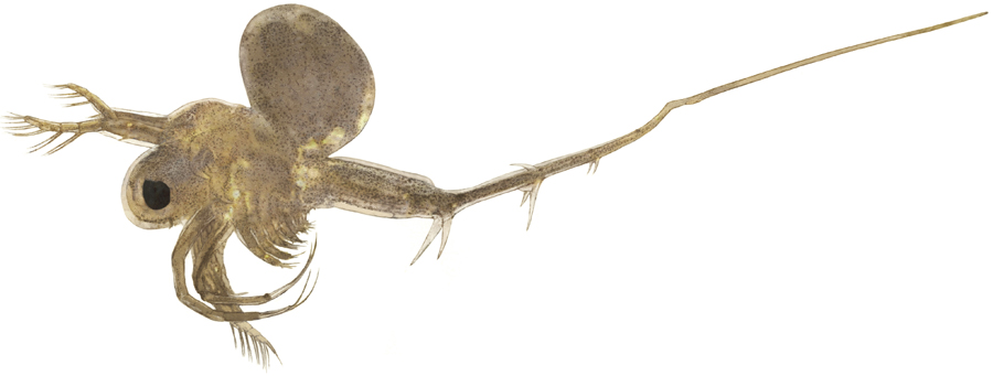 photo-3-puce-d-eau-bythotrephes-longimanus - Québec Yachting