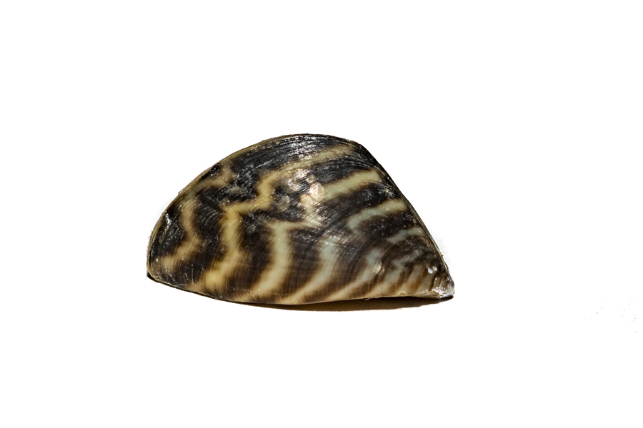 Invasive,Zebra,Mussel,-,Dreissena,Polymorpha - Québec Yachting