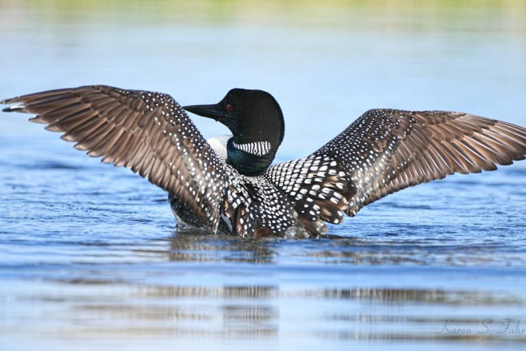 Naviguer et protéger notre icône nationale, le Plongeon huard! - Québec ...