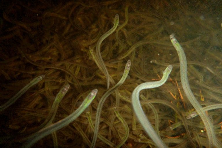 La pêche à la civelle en 2025 ouvrira avec une réglementation renforcée ...